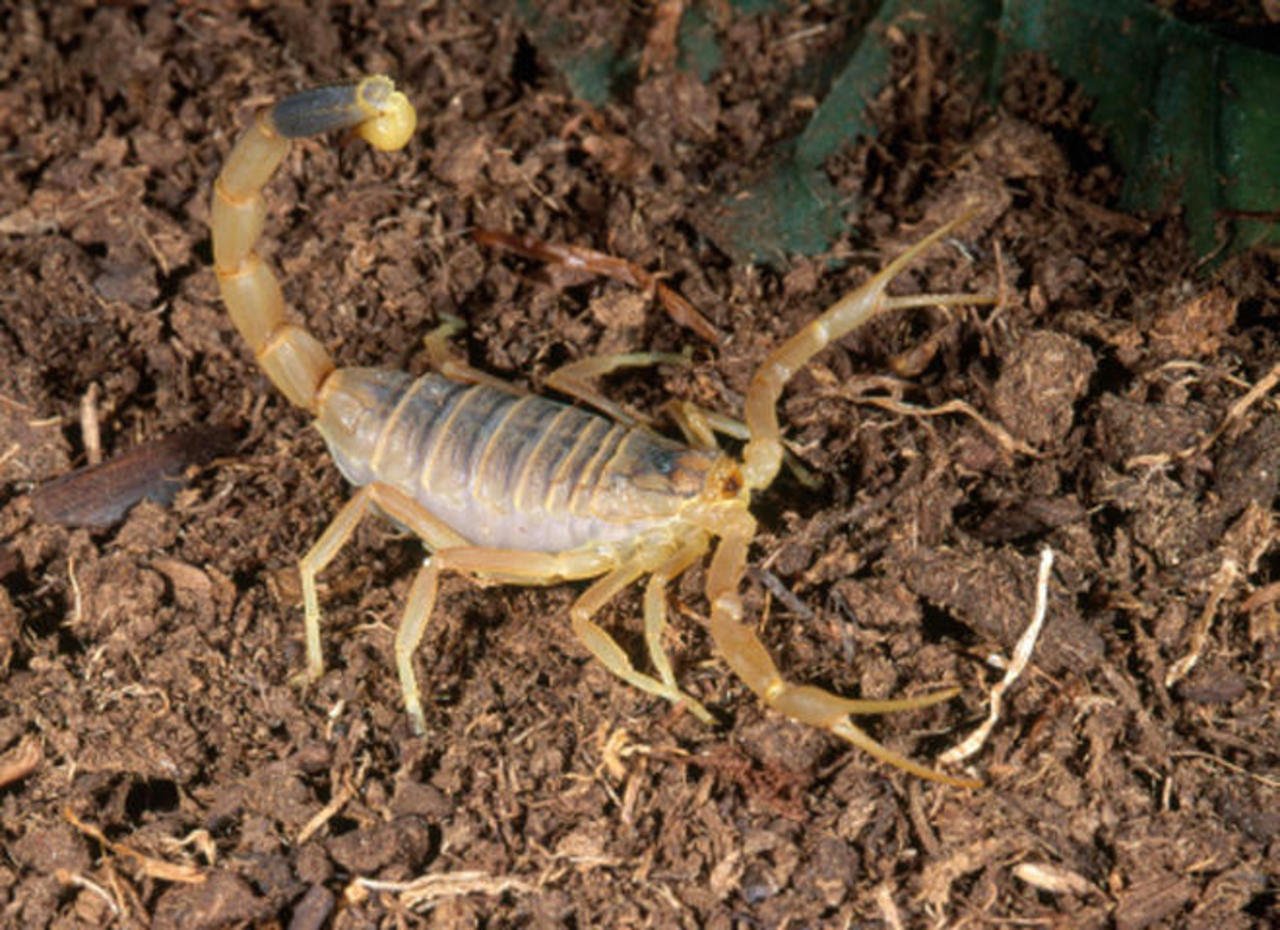 The Wonders Of The Scorpion Venom! — Steemit