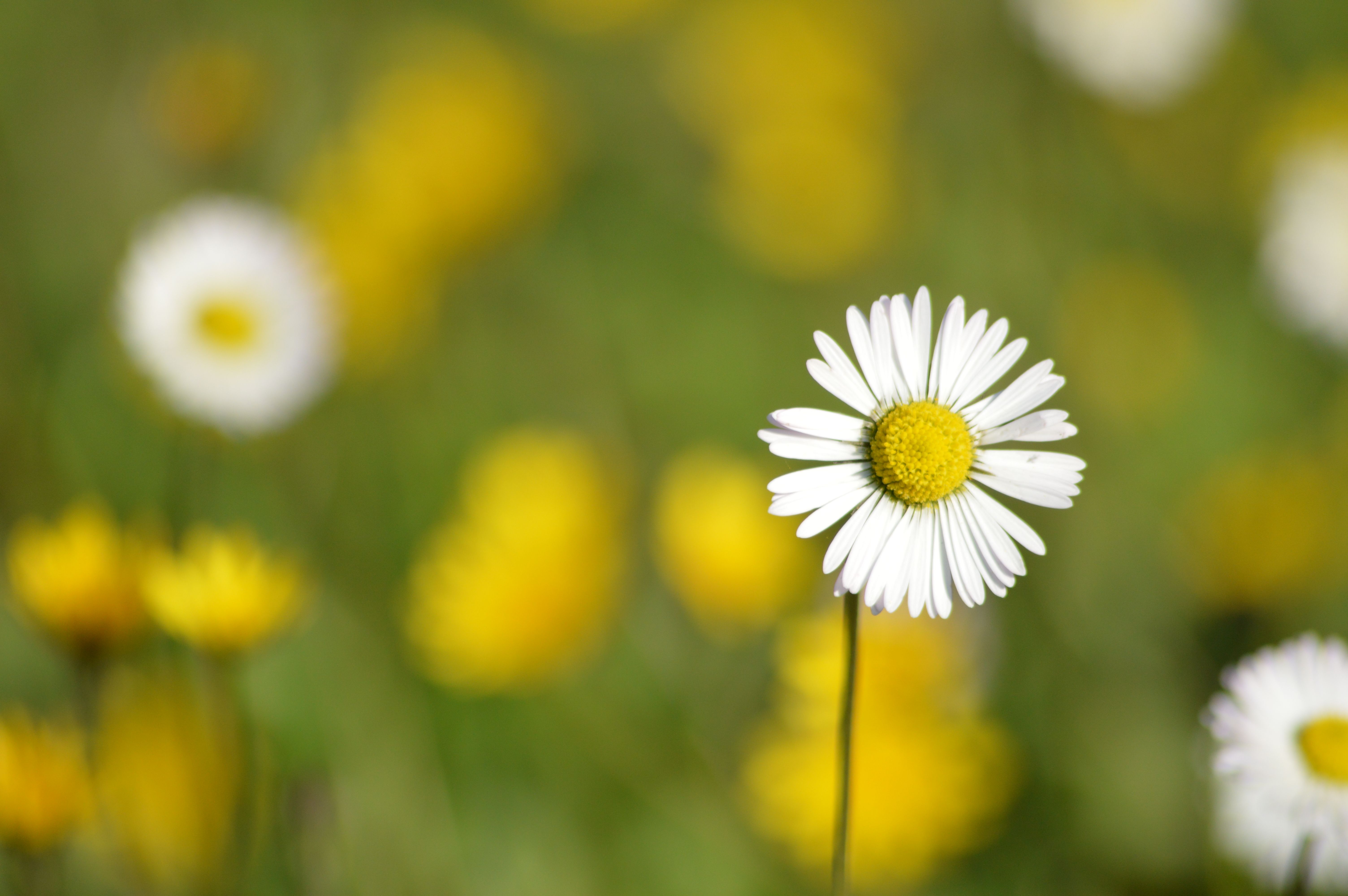 Petals flowers collection. Daisy — Steemit