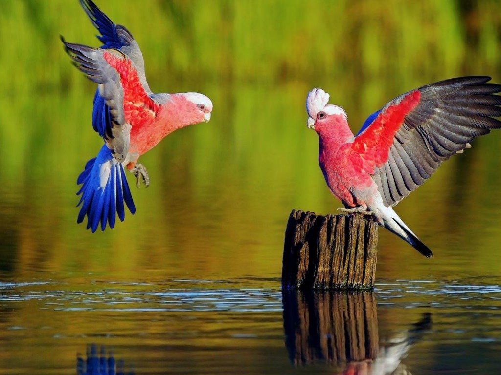 Cocktail Bird Wallpaper Cockatiel Images – Browse 36,280 Stock