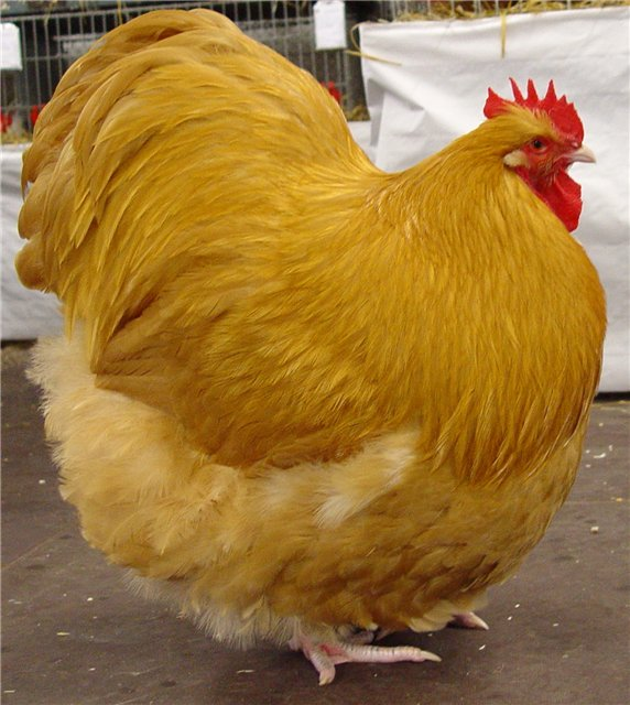 Hermosa Gallina Buff Orpington — Steemit