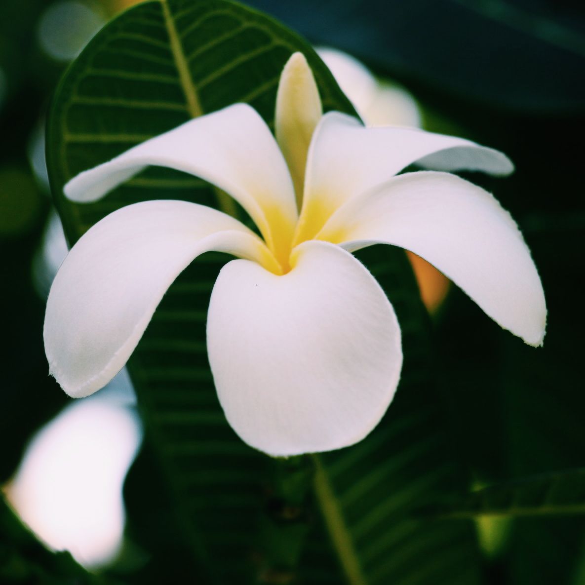 Bagian Bagian Bunga Kamboja Putih Gambar Sketsa Bunga Yang Mudah Dibuat ...