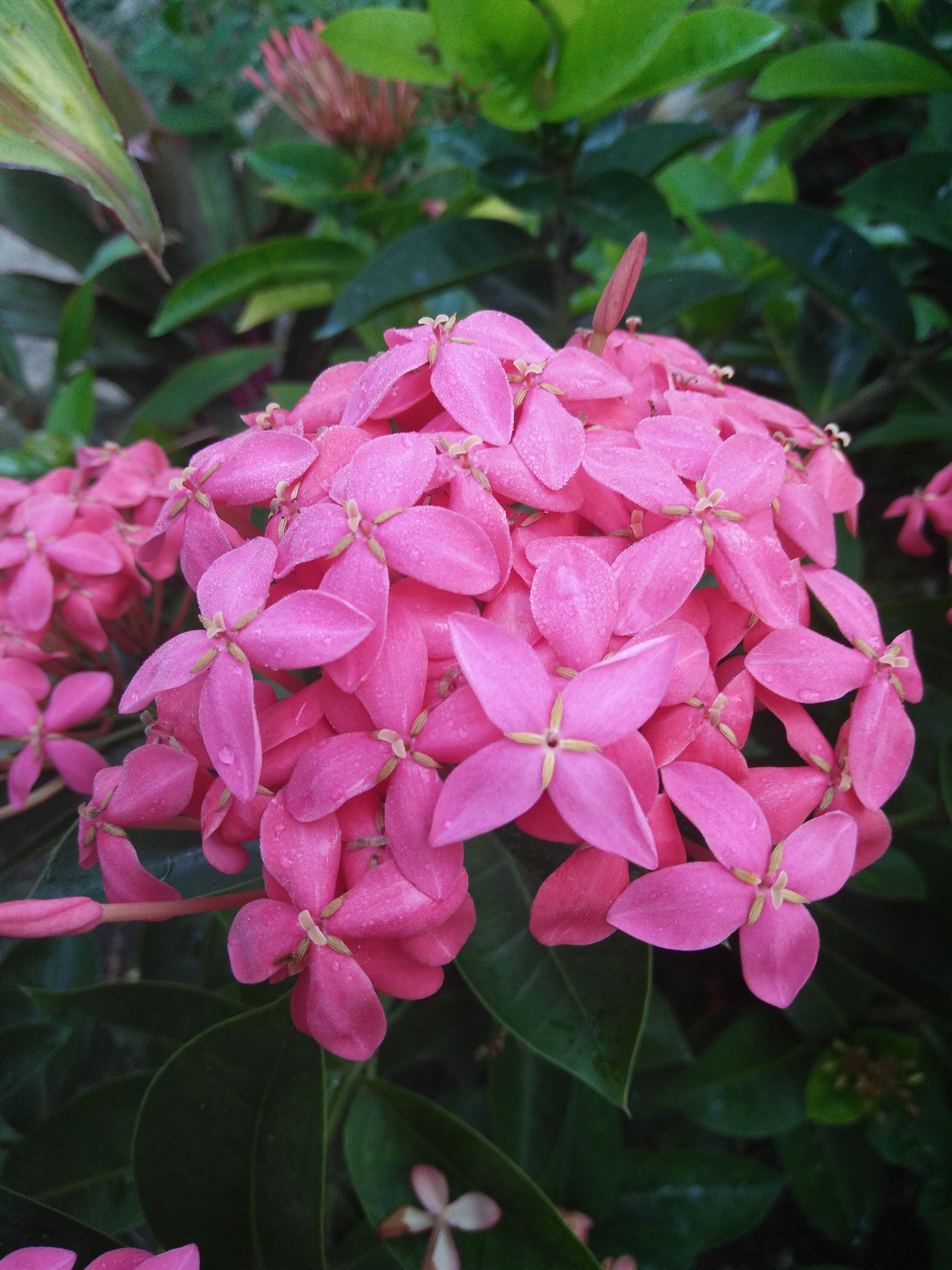 Flowers Whisper Beauty to the World — Steemit
