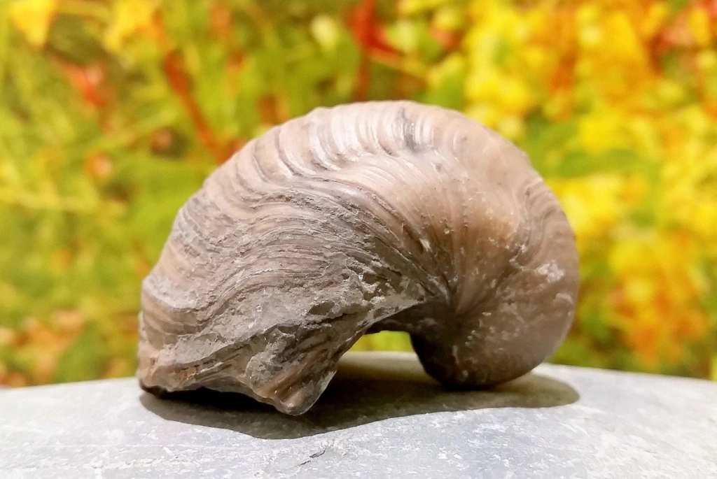 Trip to the Tropic Shale Fossil Beds of southern Utah — Steemit