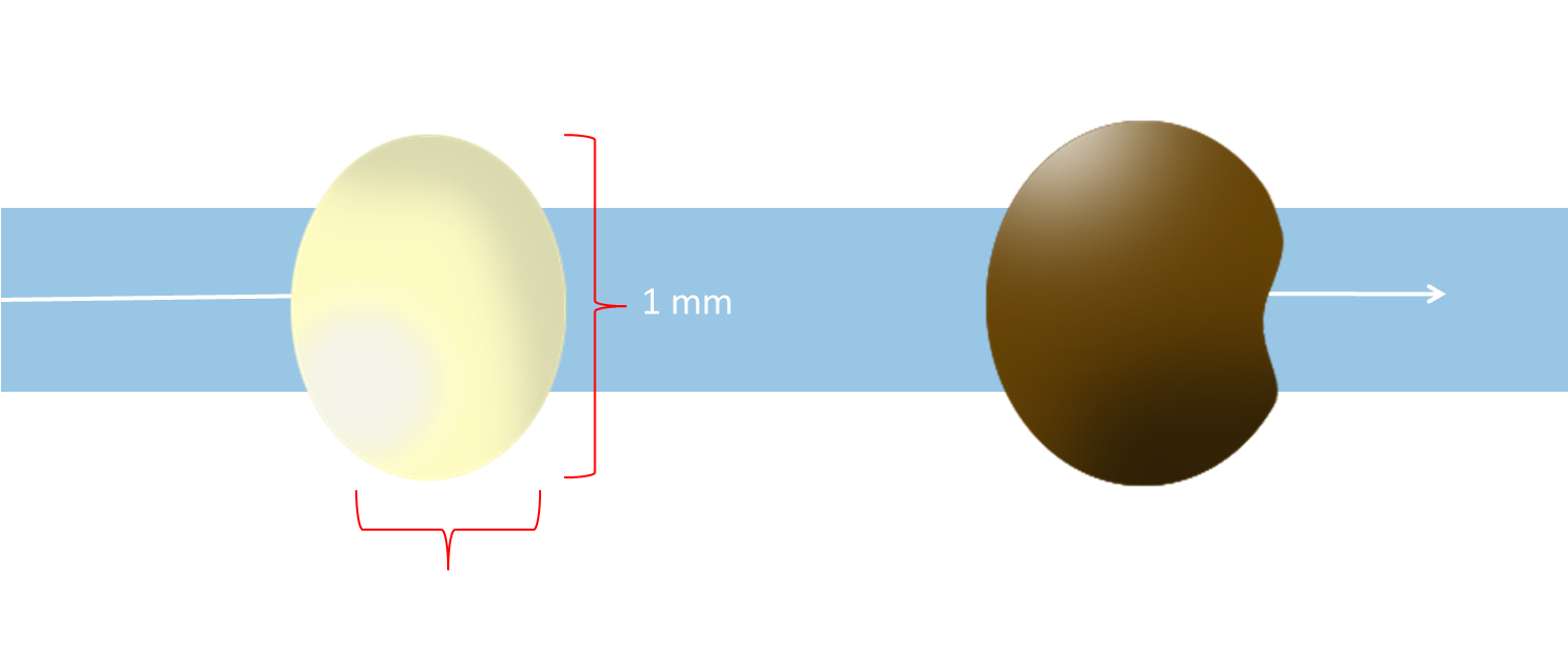 Las Tijeretas (Insectos del Orden Dermaptera) — Steemit