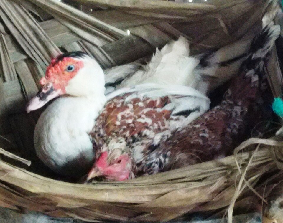 Kisah Ayam Dan Bebek Di Rumahku Mengeram Bareng — Steemit