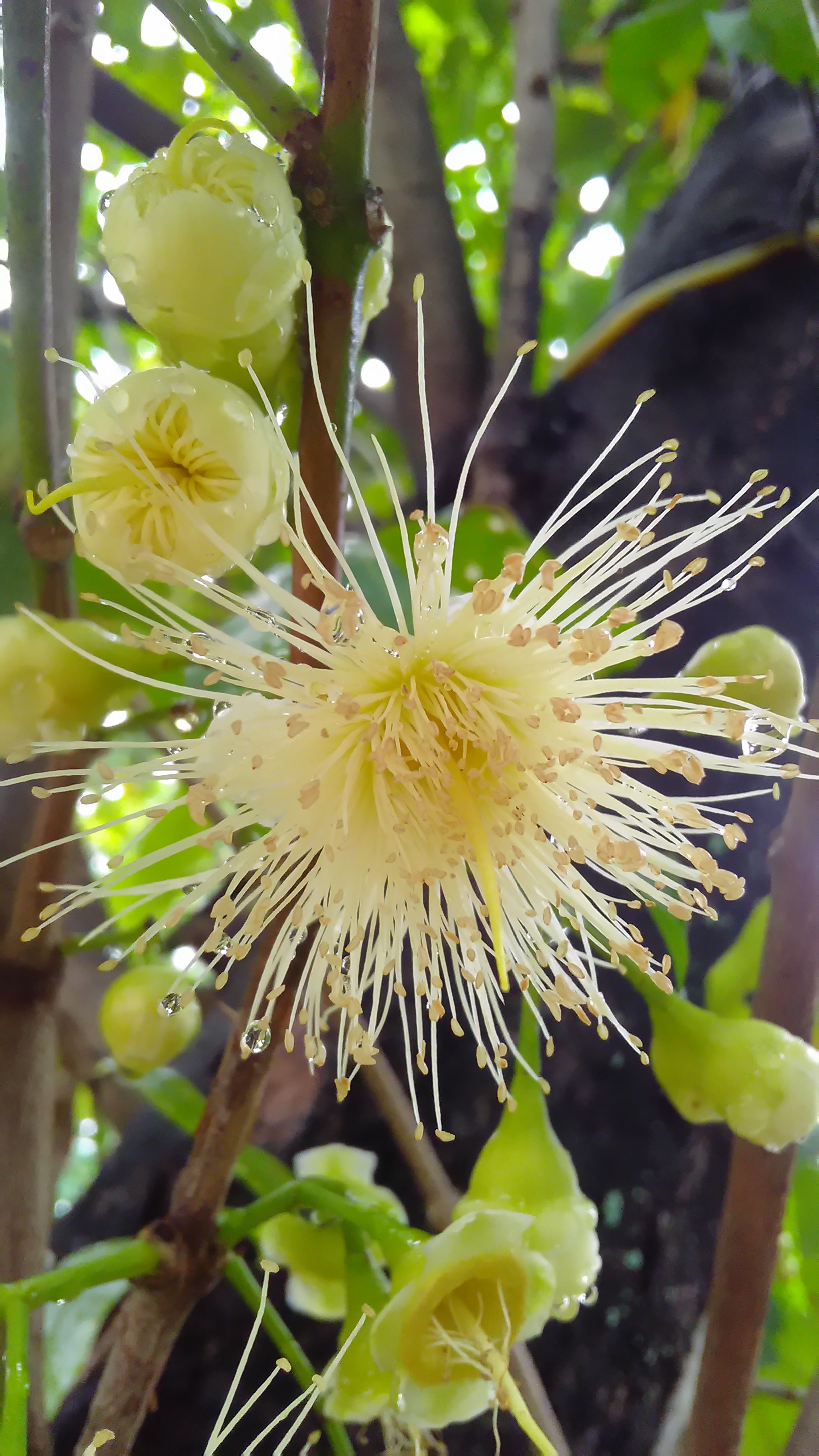 Rose Apple Flower