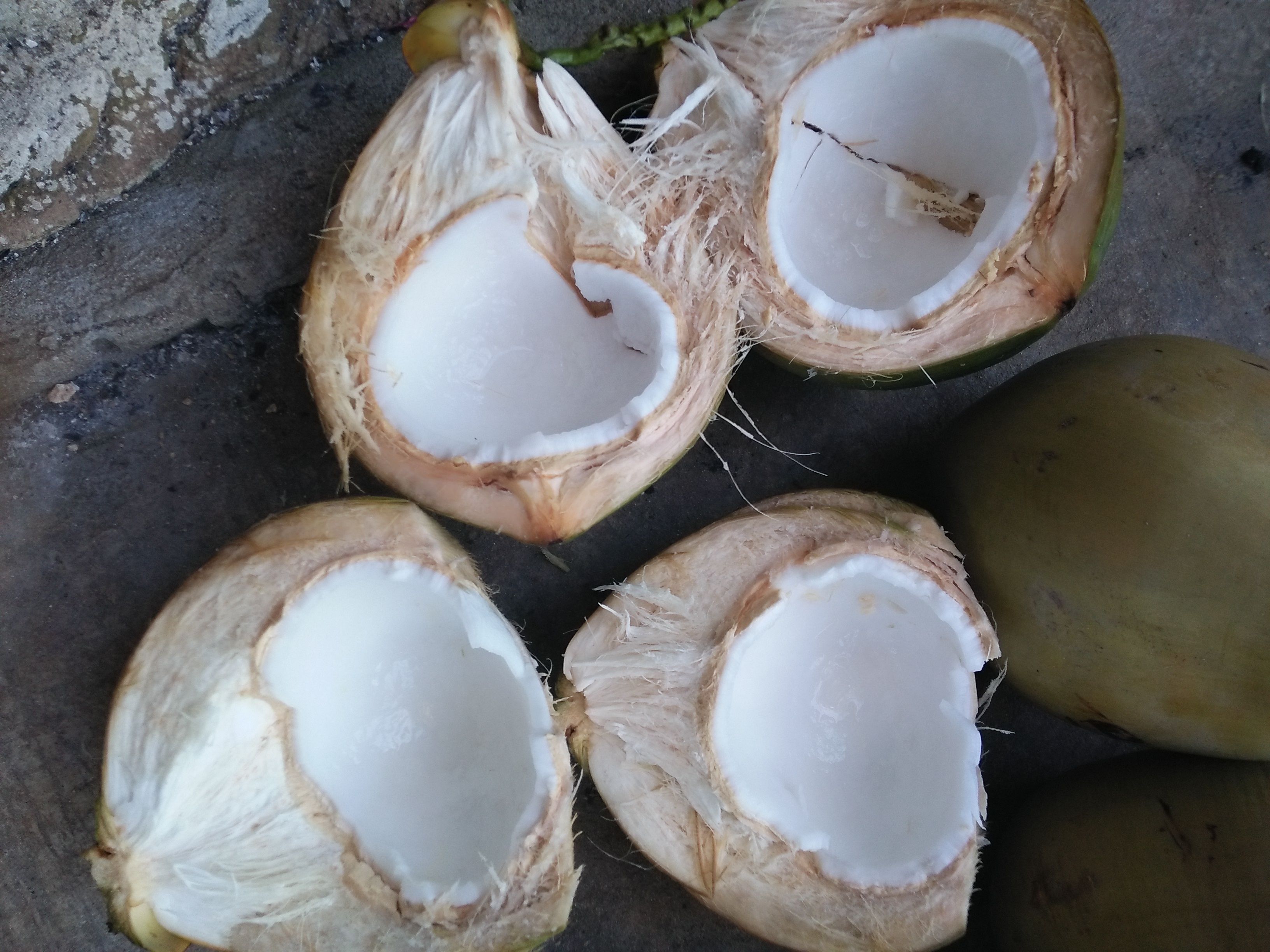 COCONUT LAMAW-A PERFECT BLEND FOR THIS SUMMER — Steemit