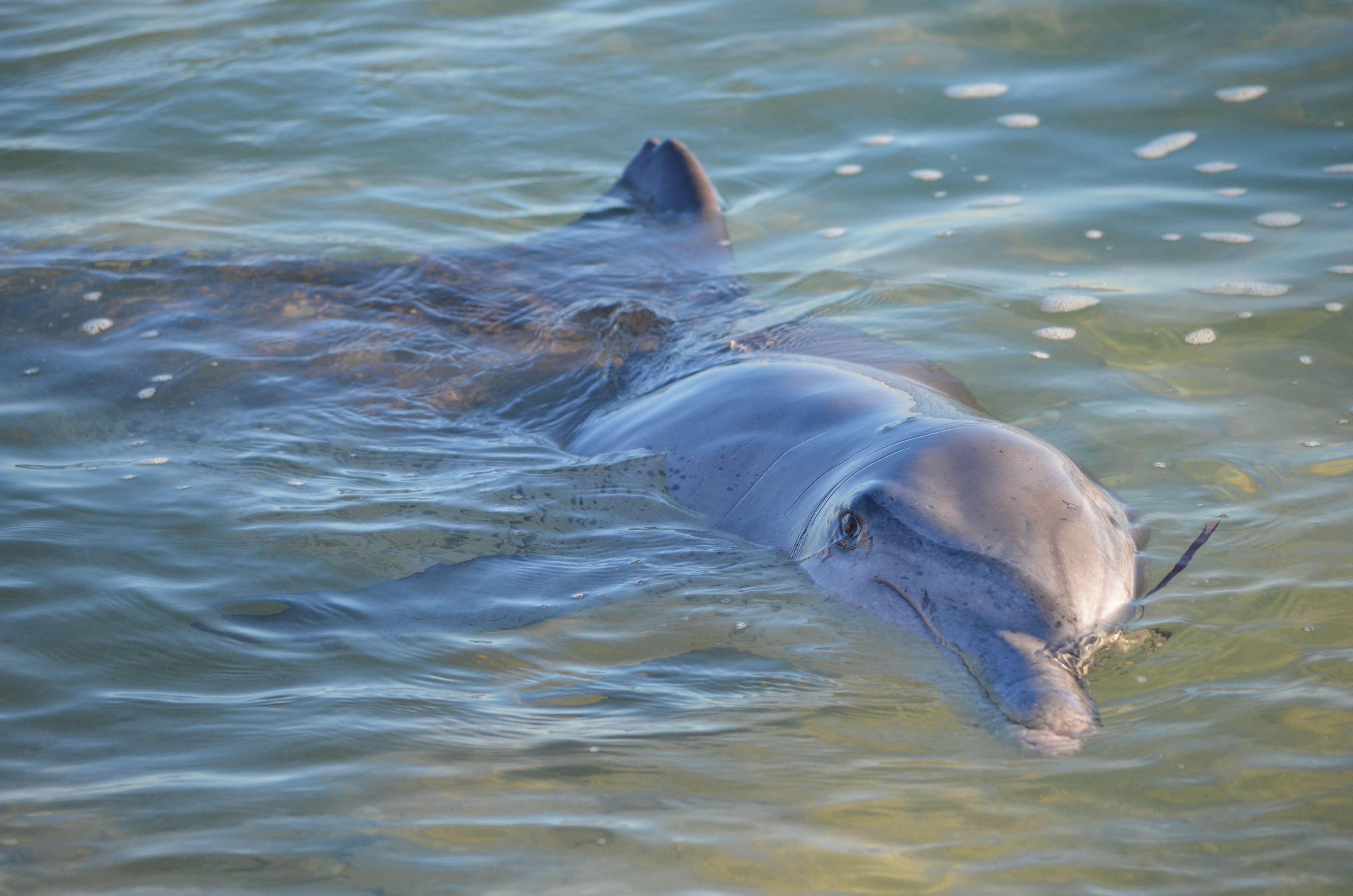 Meet the dolphins of Monkey Mia on Australia's Coral Coast — Steemit