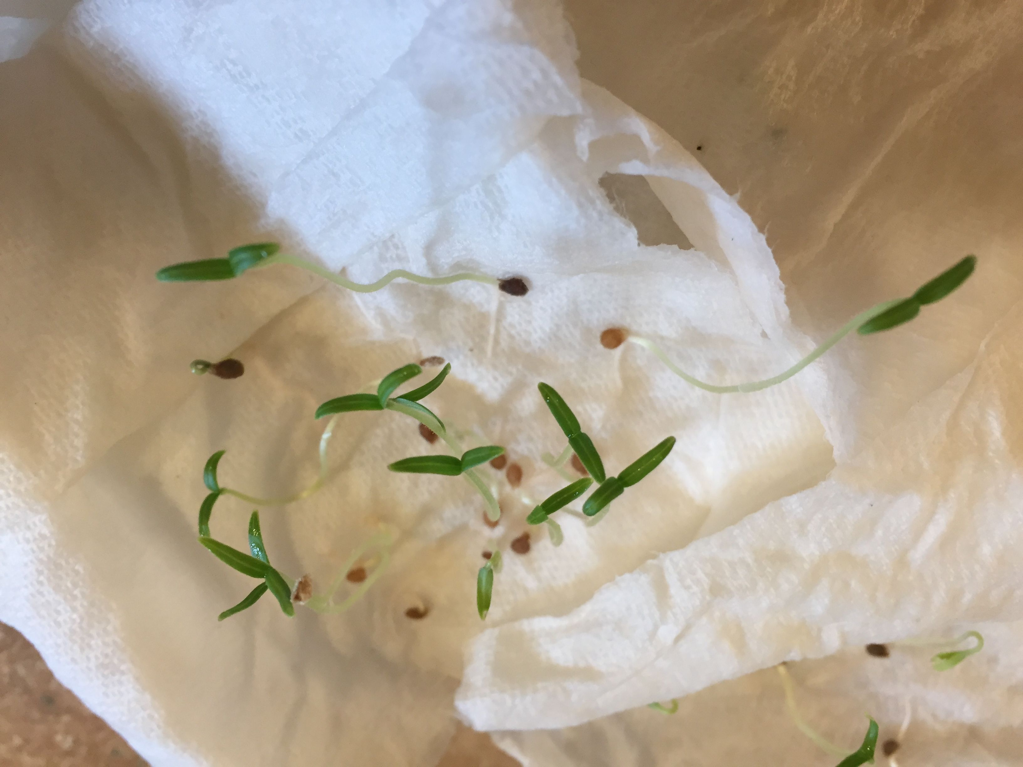 Tomato Sprouting Seeds
