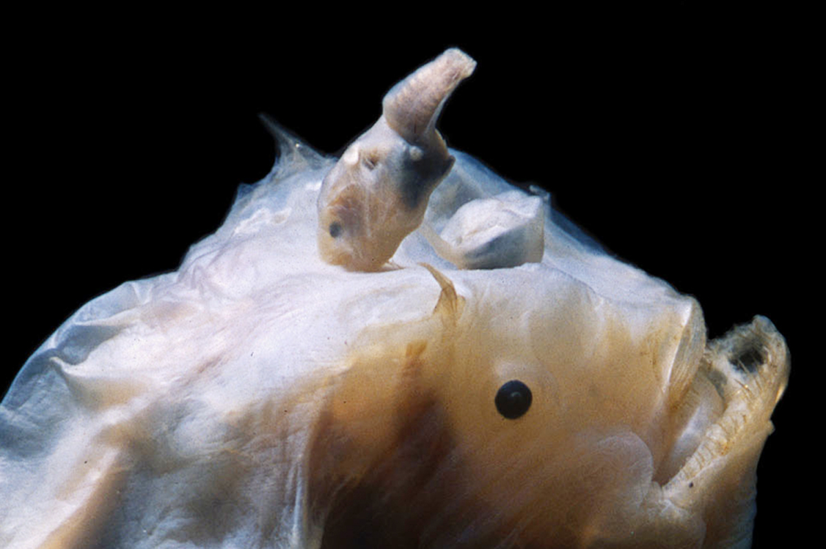 Angler Fish Mating Merge