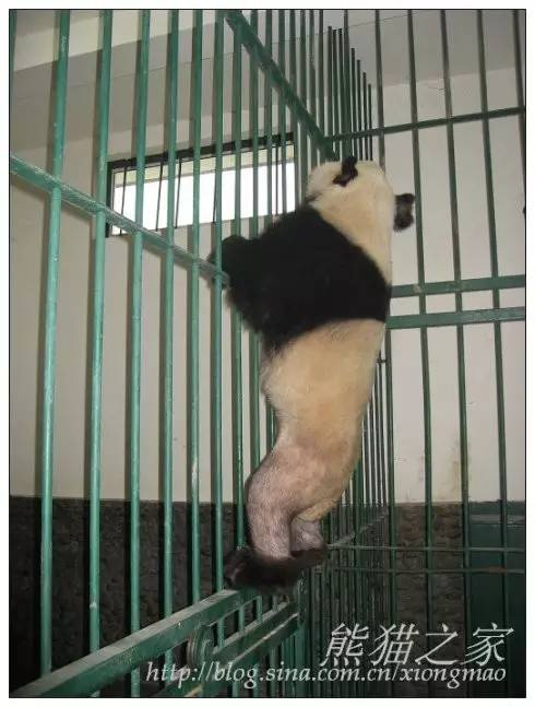 what panda looks like without fur — Steemit