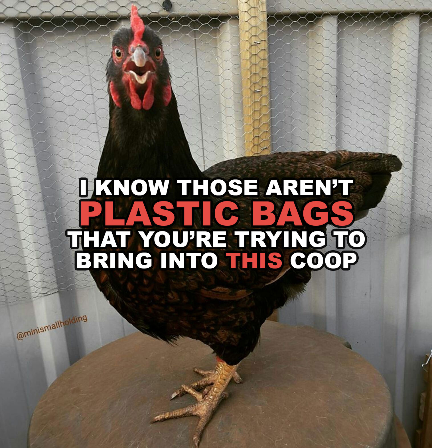 Chicken Meme Bitchin' Chickens Memes: 47 – Bitchin' Chickens