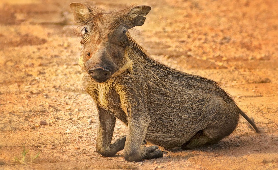 Tales From Africa - Why the Warthog Feeds on its Knees — Steemit