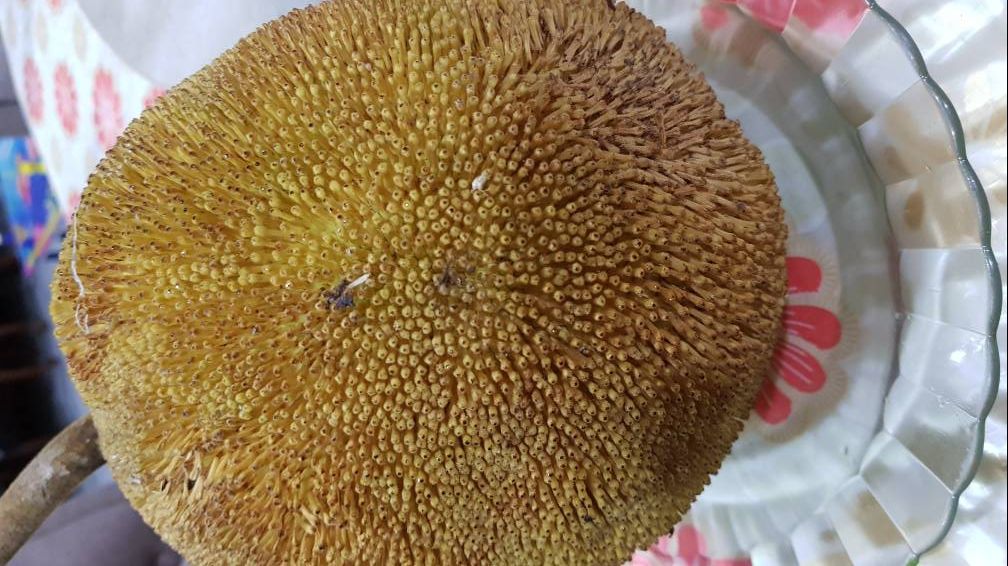 Tarap - Another Delicious Fruit From Borneo — Steemit