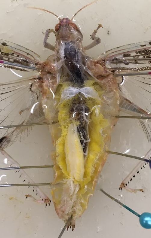 Dissecting A Locust