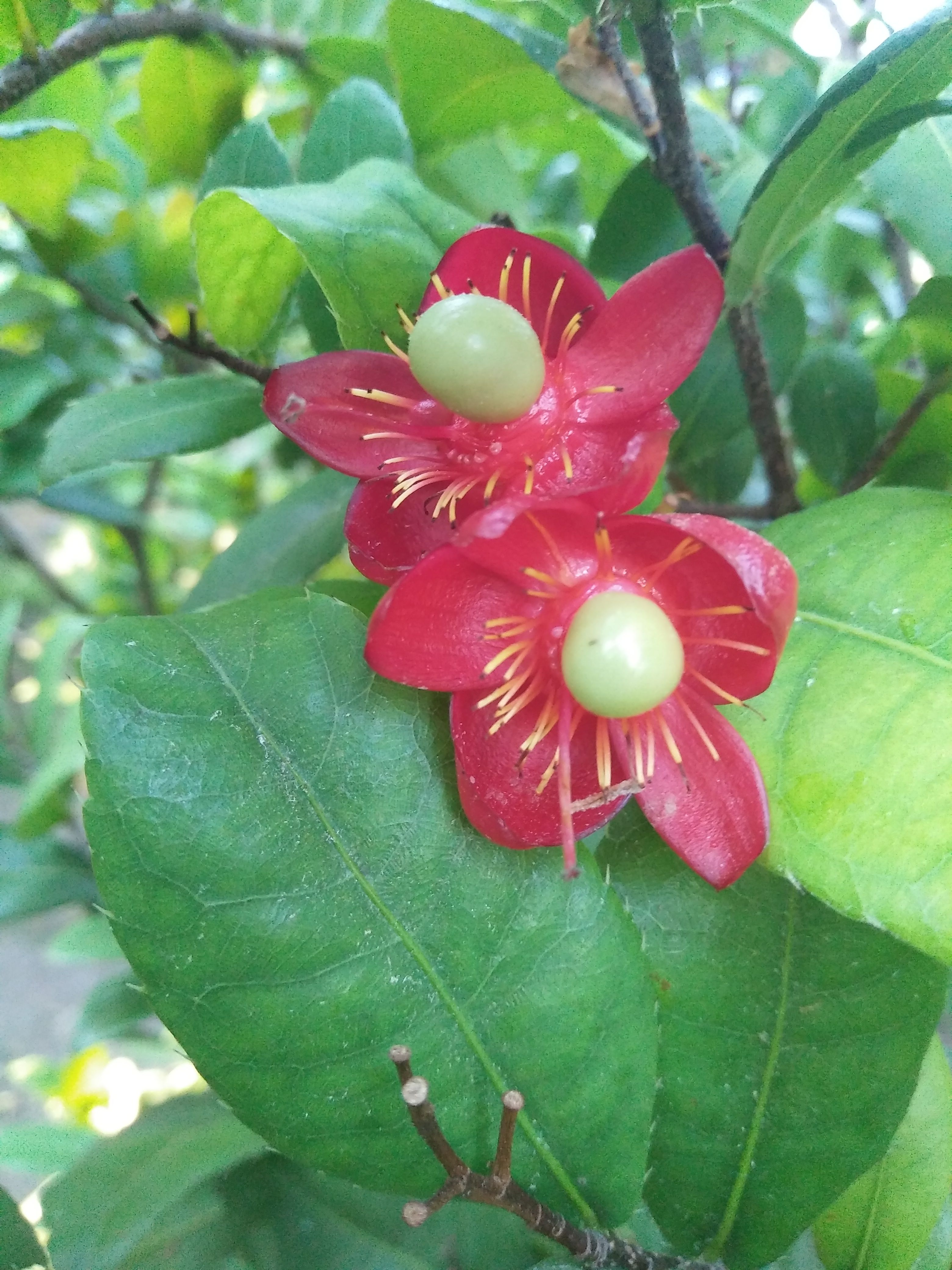 Flowers Whisper Beauty to the World — Steemit