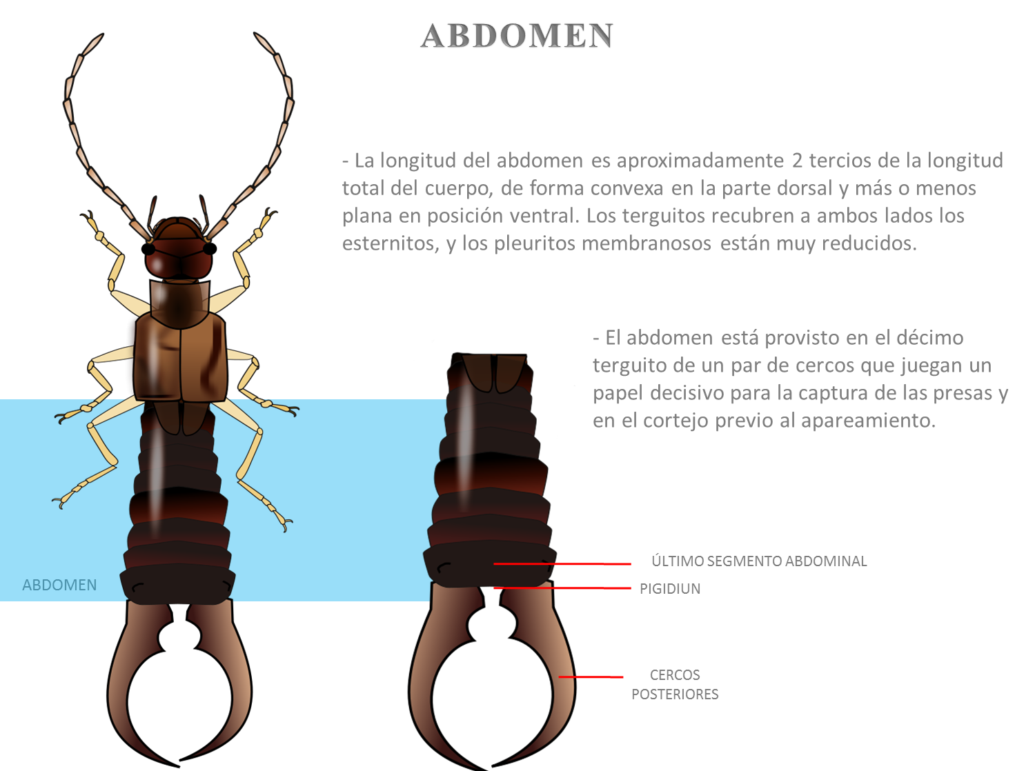 Las Tijeretas (Insectos del Orden Dermaptera) — Steemit