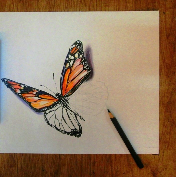 Pencil Drawing Of A Butterfly