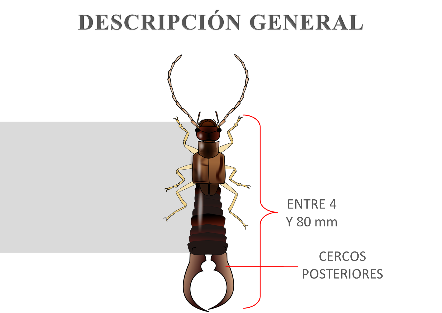 Las Tijeretas (Insectos del Orden Dermaptera) — Steemit