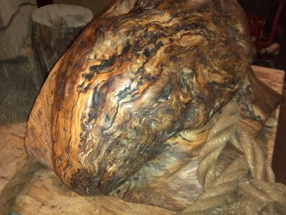 Oak Burl Wood
