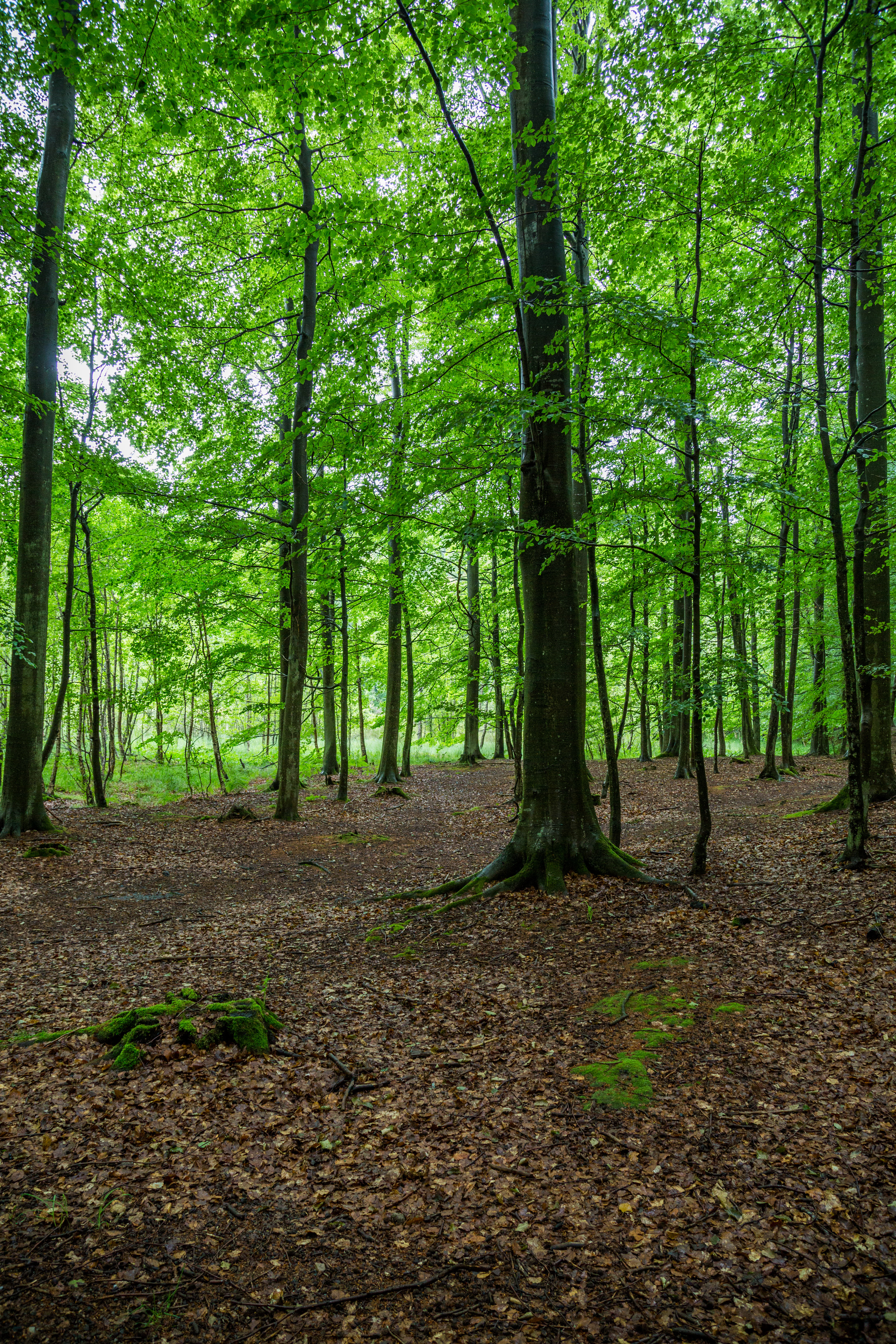 There is nothing more beautiful than a walk in a real forest in the ...