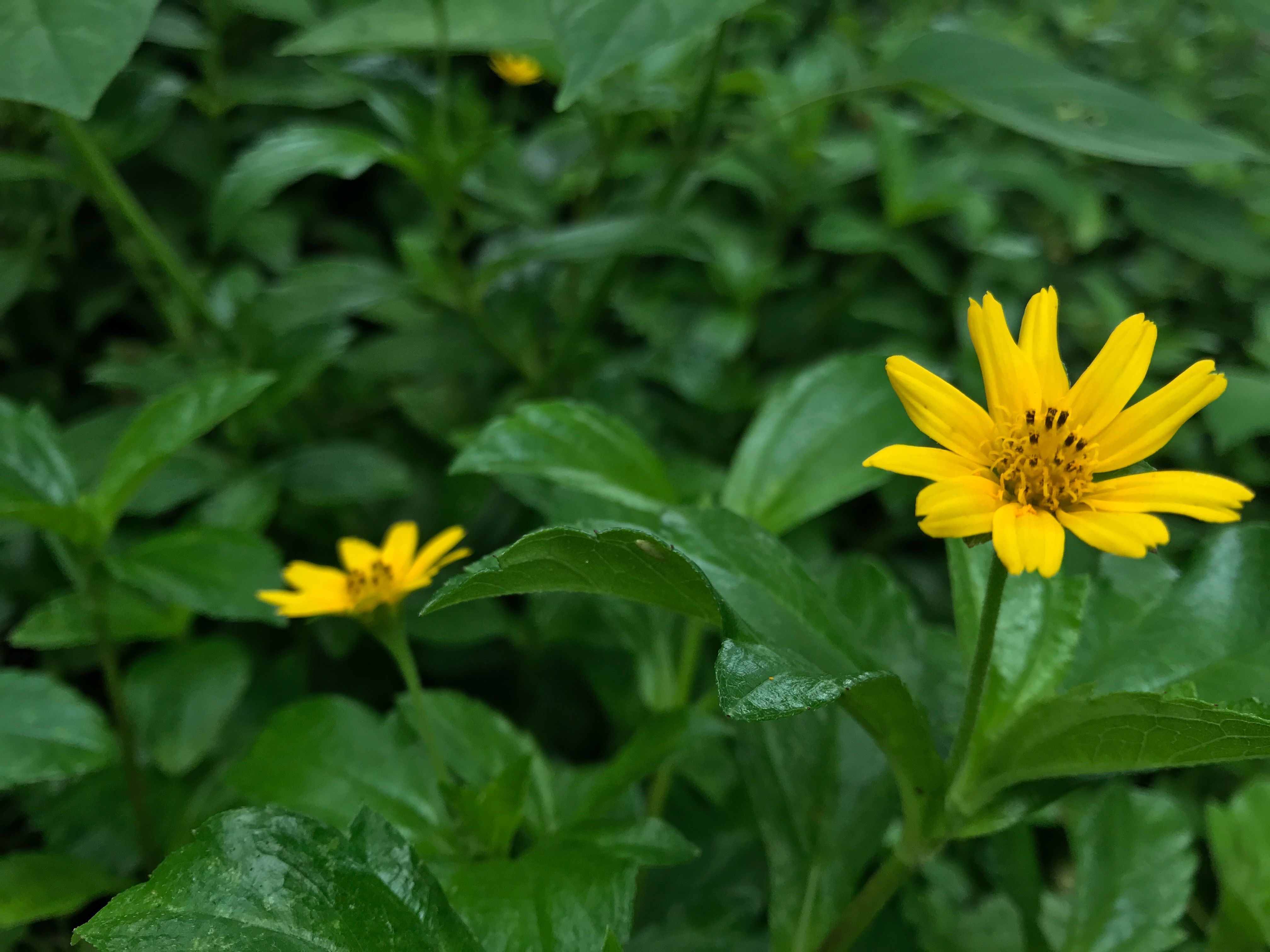 23+ Gambar Tanaman Wedelia yang Wajib Diketahui - Informasi Seputar Tanaman Hias