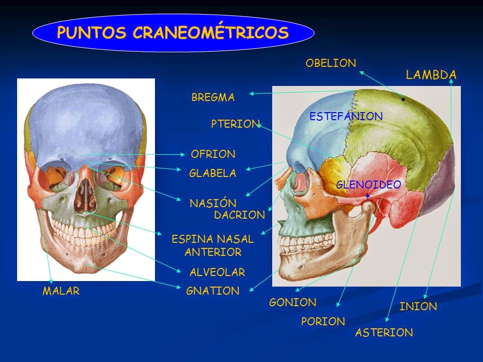 ¿Qué son los puntos craneométricos? — Steemit
