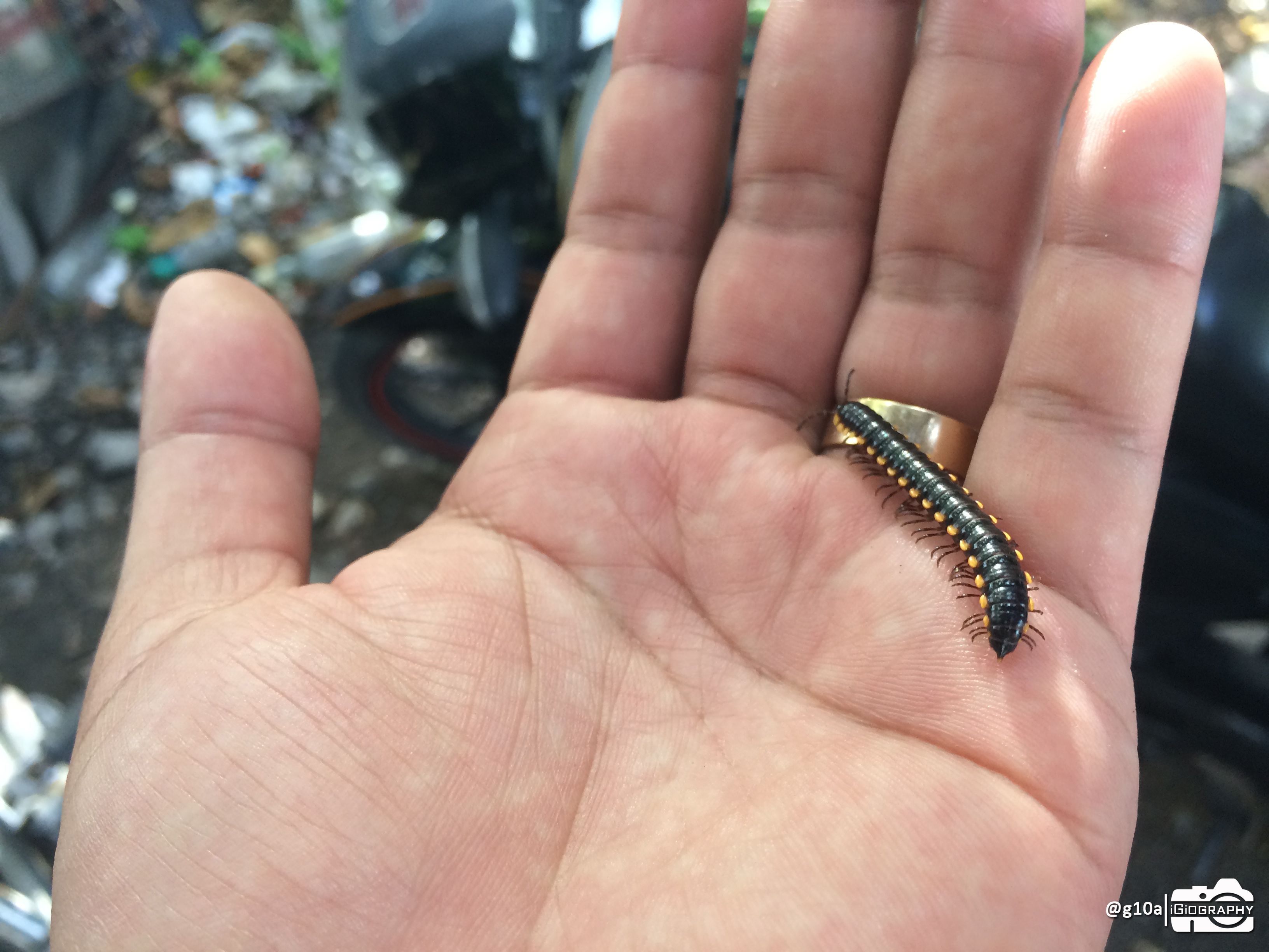 Orthomorpha Coarctata or Asiomorpha Coarctata | A Millipede from ...