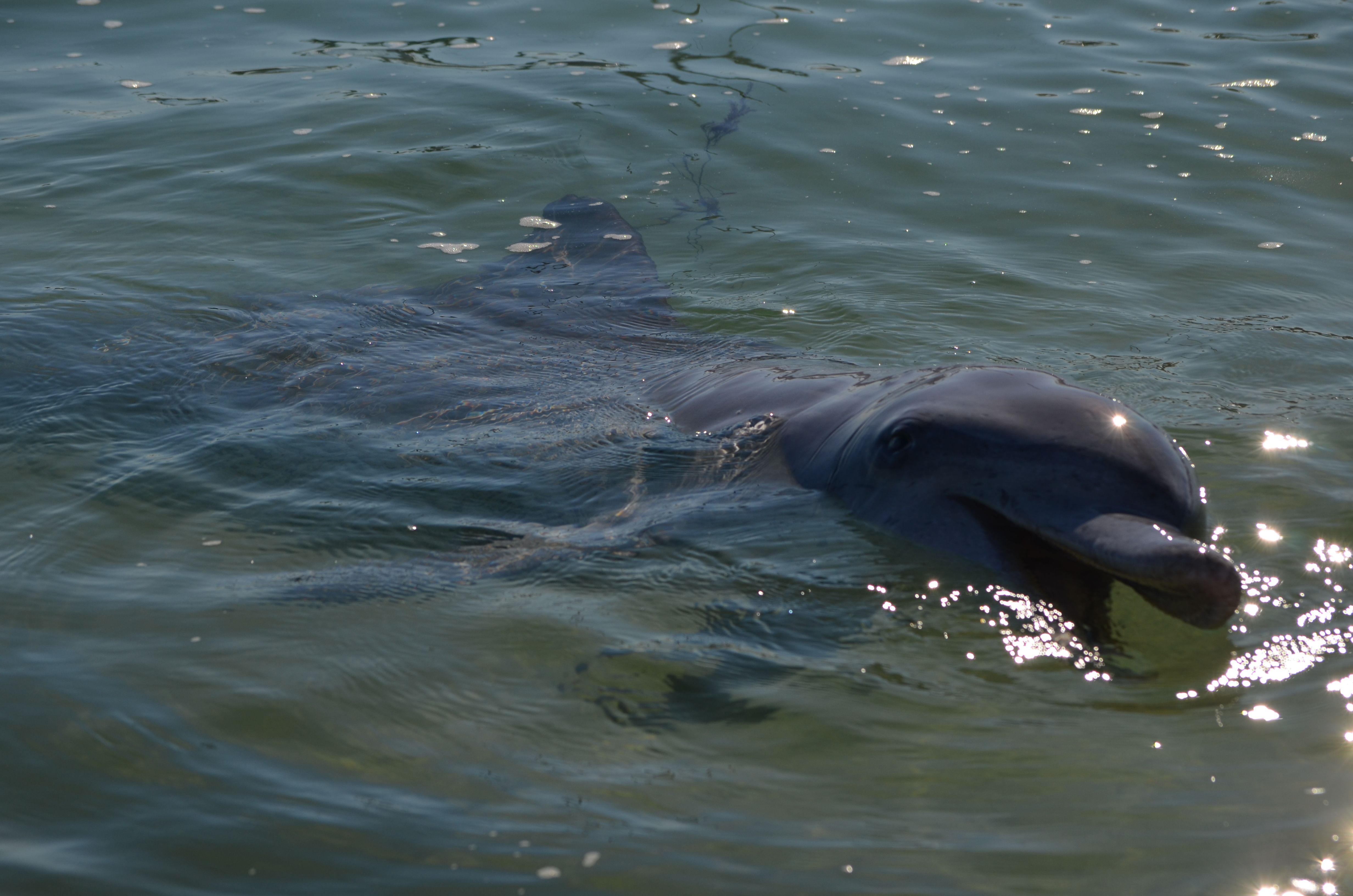 Meet the dolphins of Monkey Mia on Australia's Coral Coast — Steemit