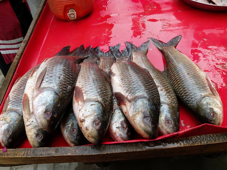 damra fish — Steemit