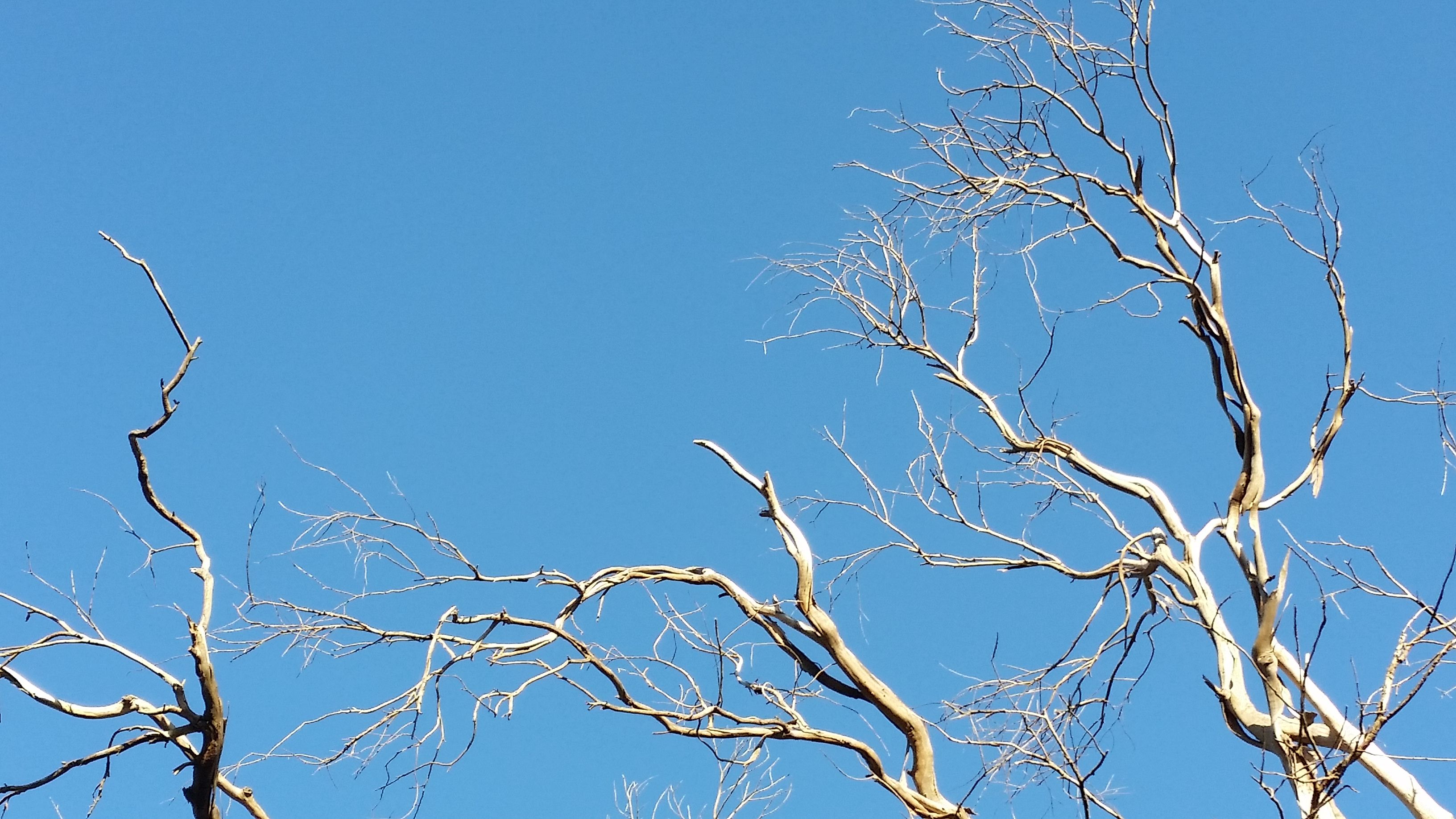 Today's walk in Jells Park, Melbourne (5 original photos) — Steemit
