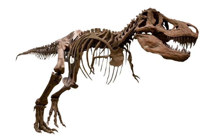 Why did the T-rex have such small arms? — Steemit Why did the T-rex have such small arms? — Steemit