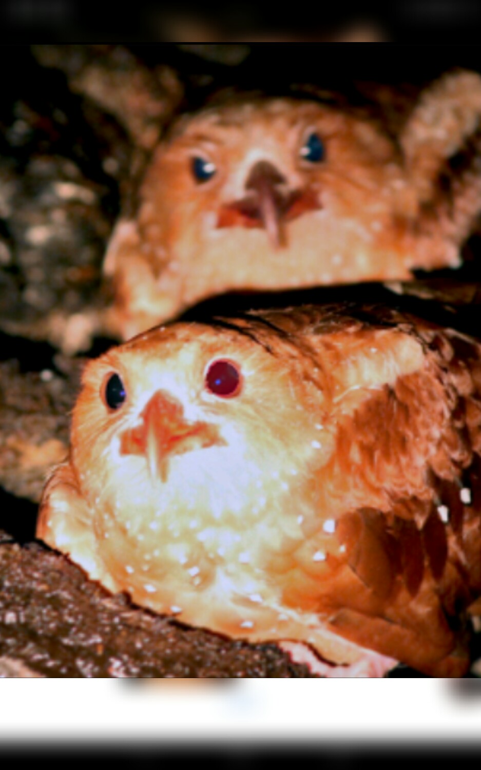 Guacharo "El ave ciega de las cavernas" — Steemit