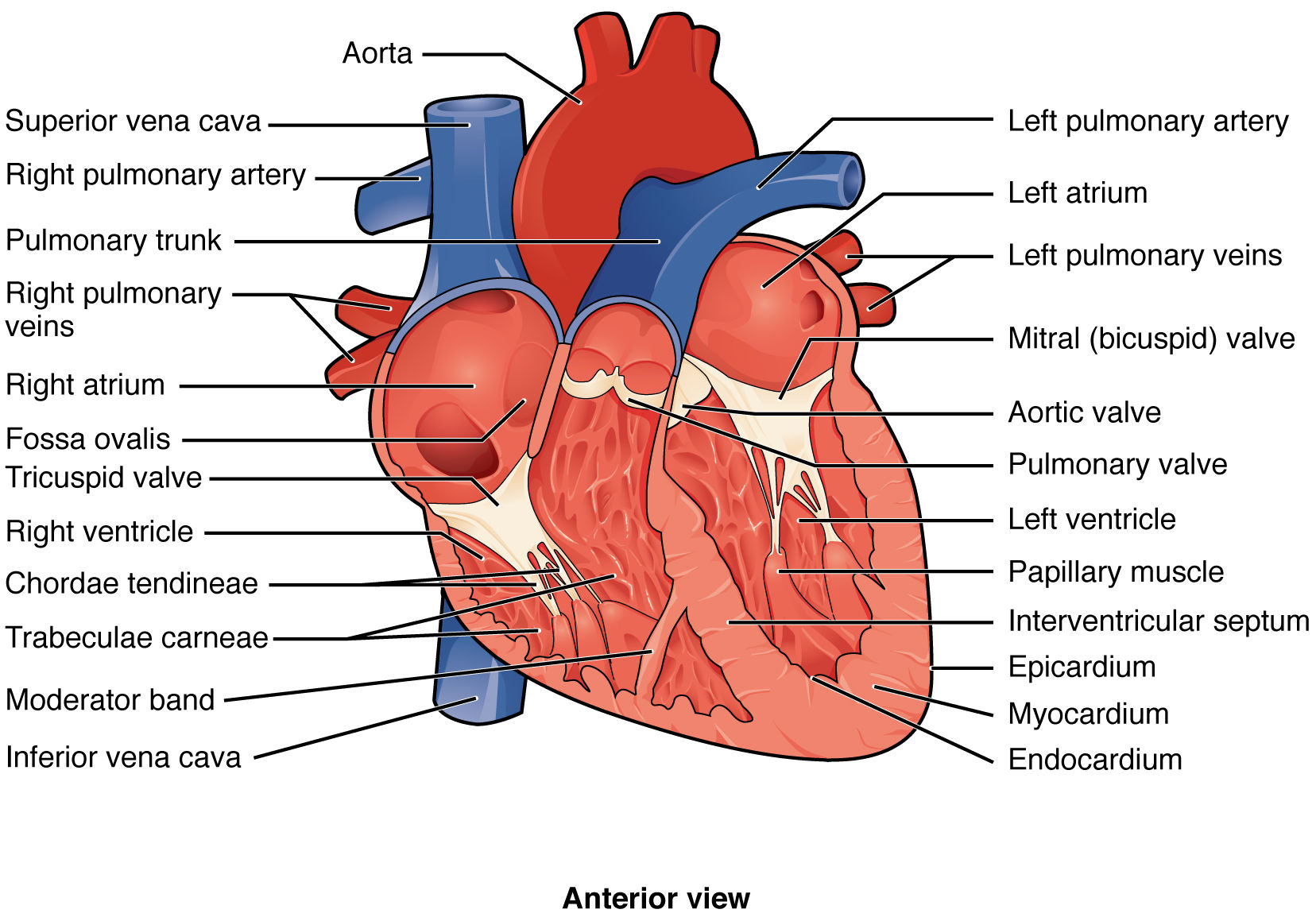 How The Heart Functions Steemit How The Heart Functions Steemit