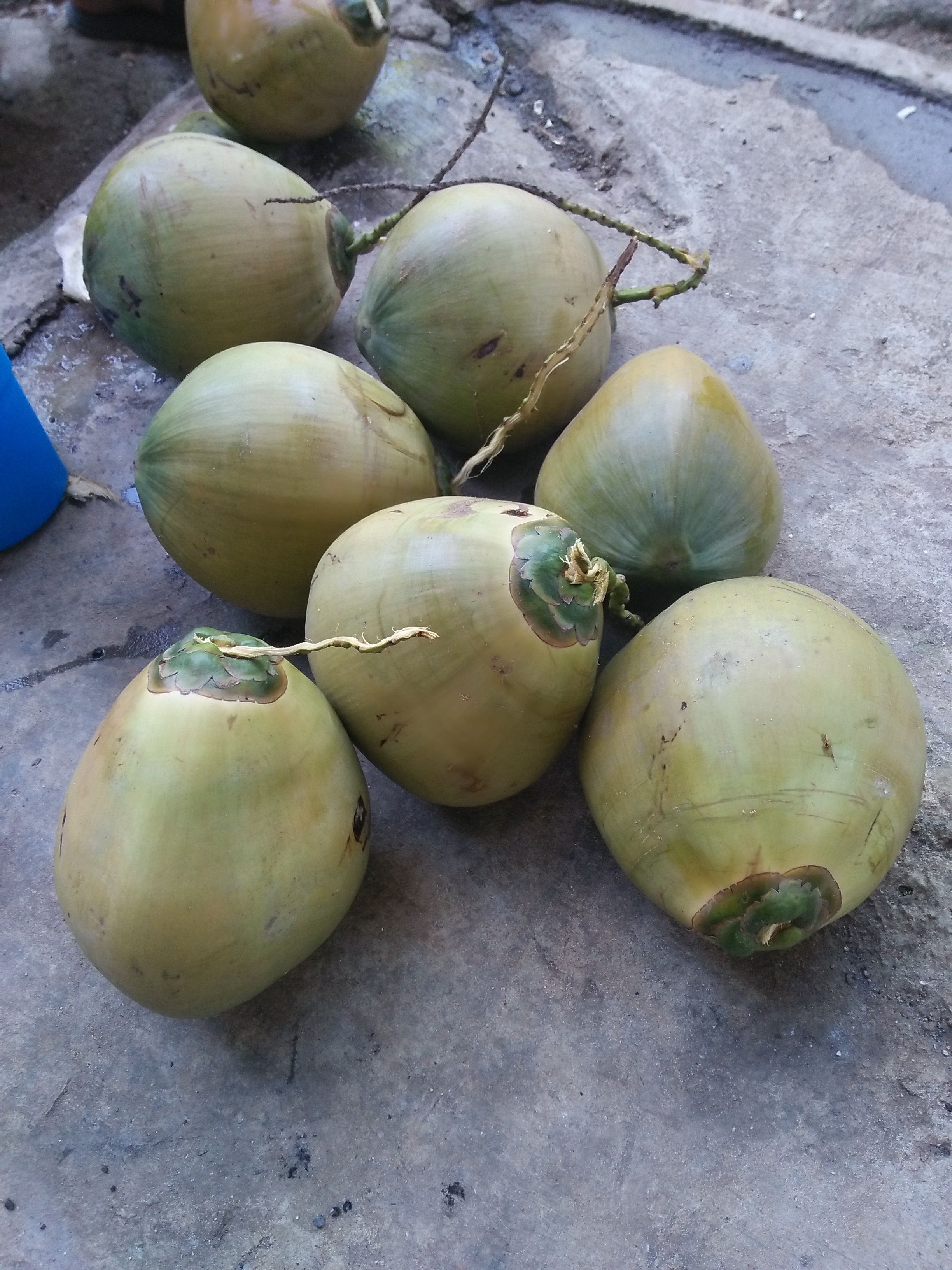 COCONUT LAMAW-A PERFECT BLEND FOR THIS SUMMER — Steemit