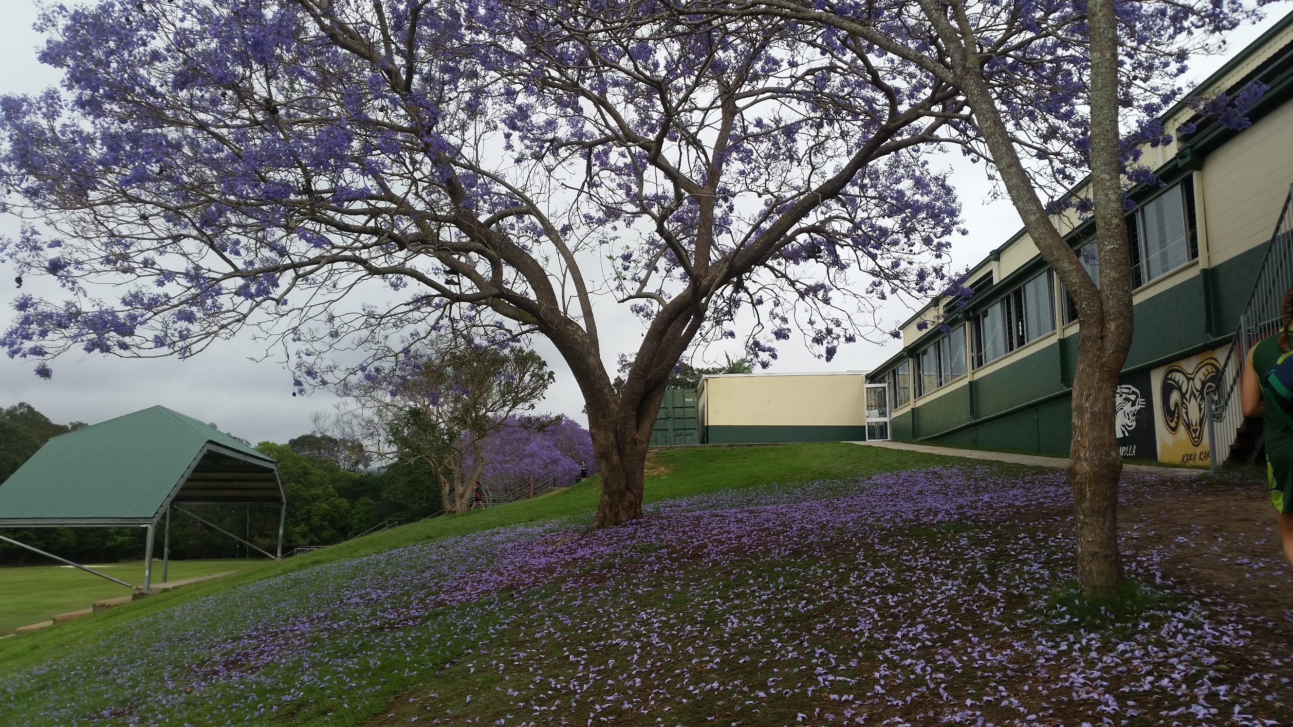 Have you seen purple trees before? 你有看過紫色的樹嗎? — Steemit