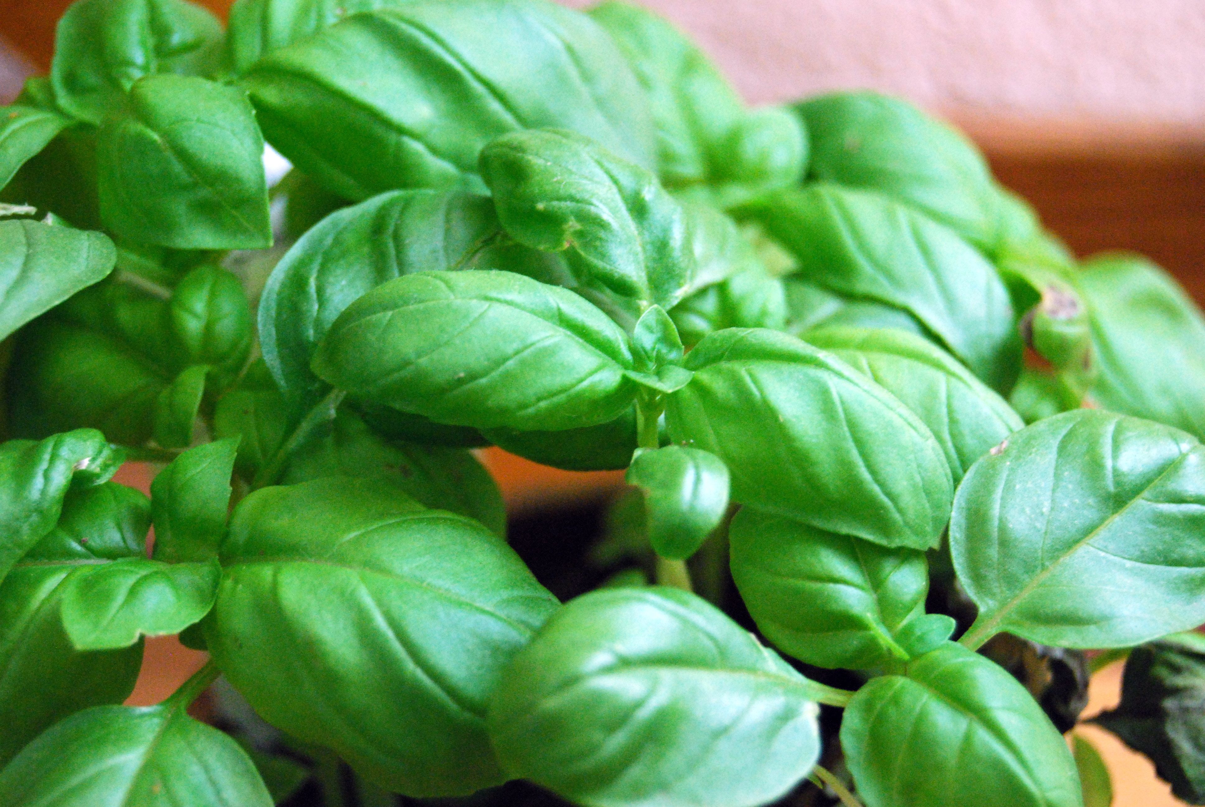 Inspiration For Starting A Basil Garden Cool Ways To Eat And Use Inspiration For Starting A Basil Garden Cool Ways To Eat And Use