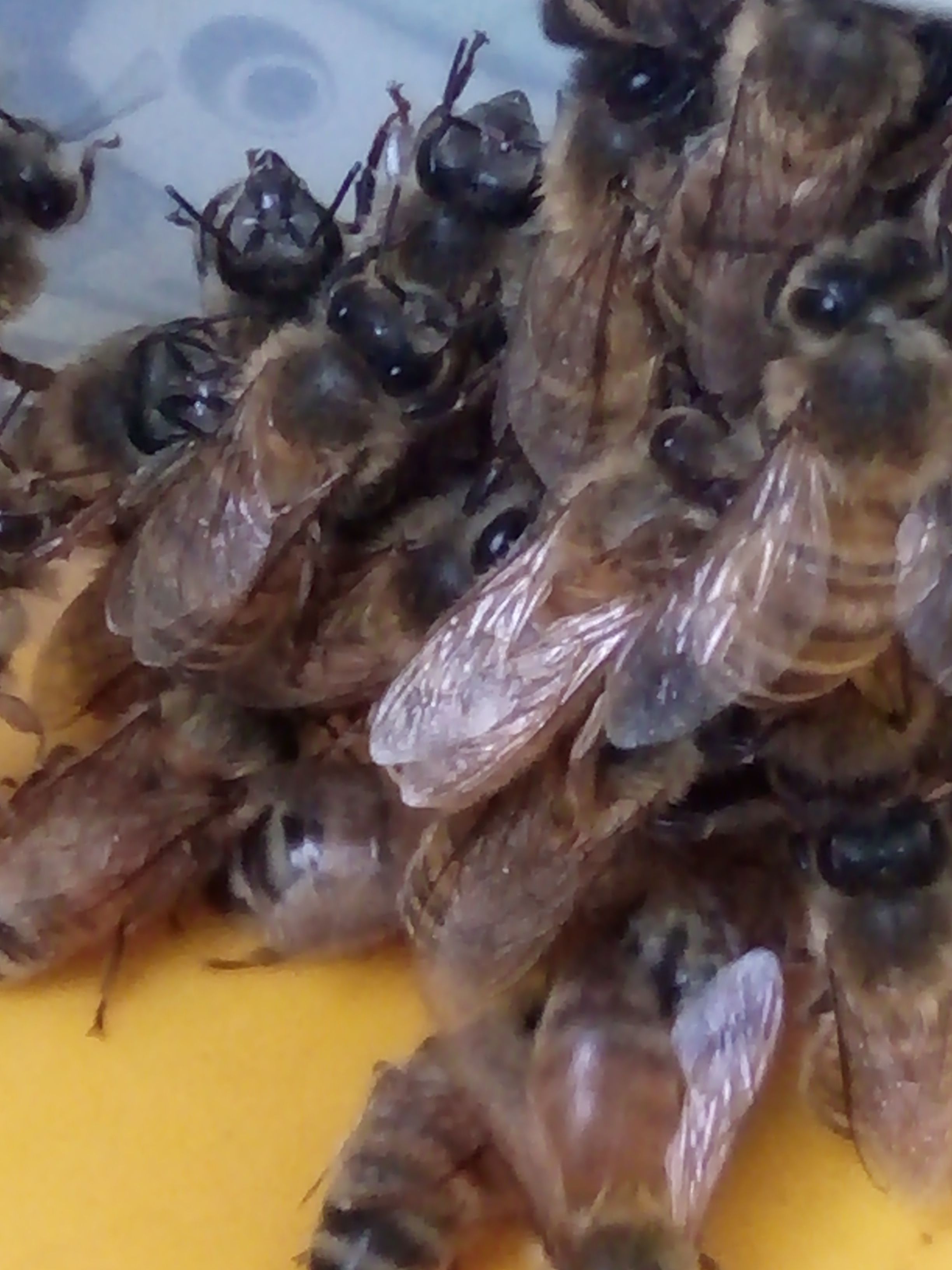 Knowledge of Bees/ Pengetahuan tentang Lebah — Steemit