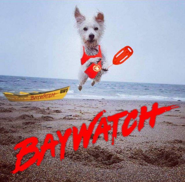 Baywatch Birthday Memes
