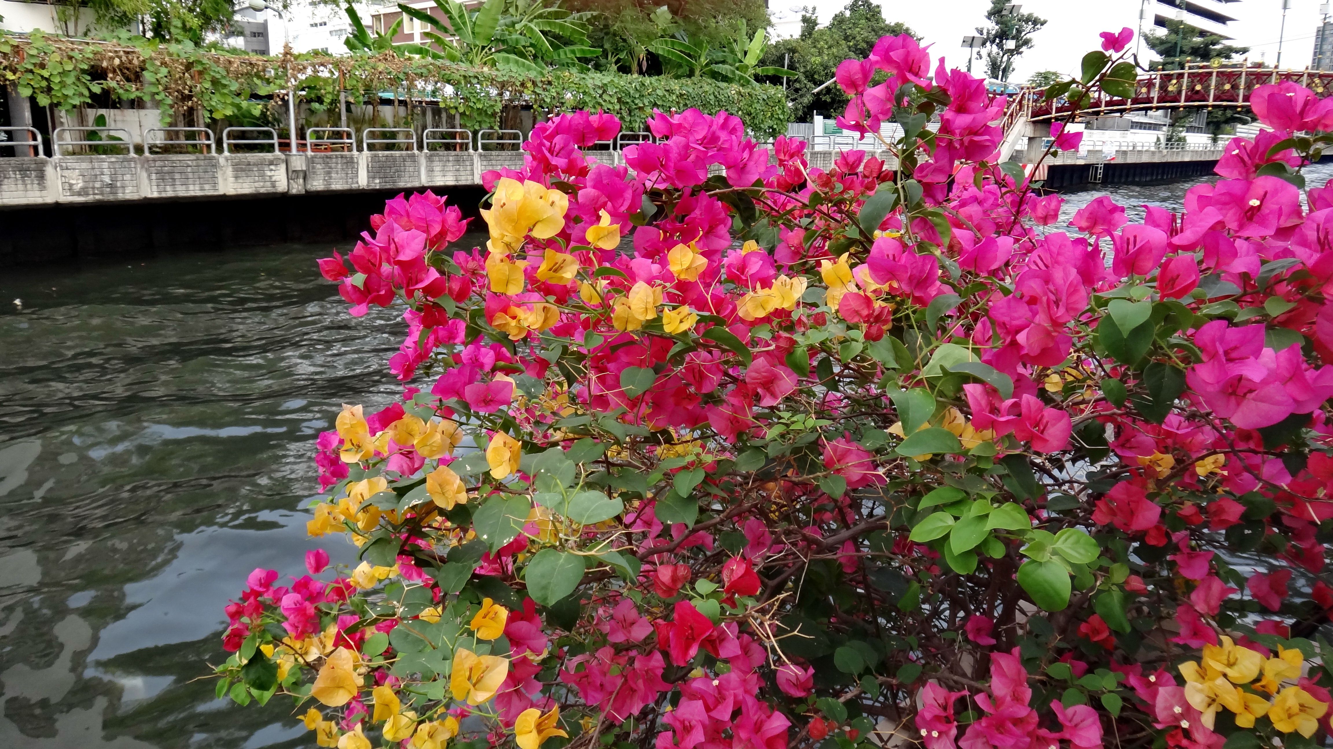 Beautiful Bougainvillea Flower..!! — Steemit