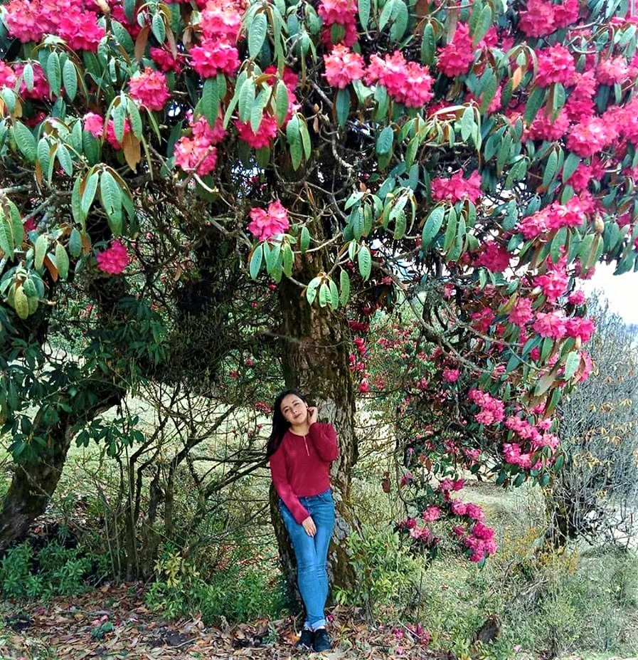 National flower of Nepal - Rhodhodendron (laligurans) — Steemit