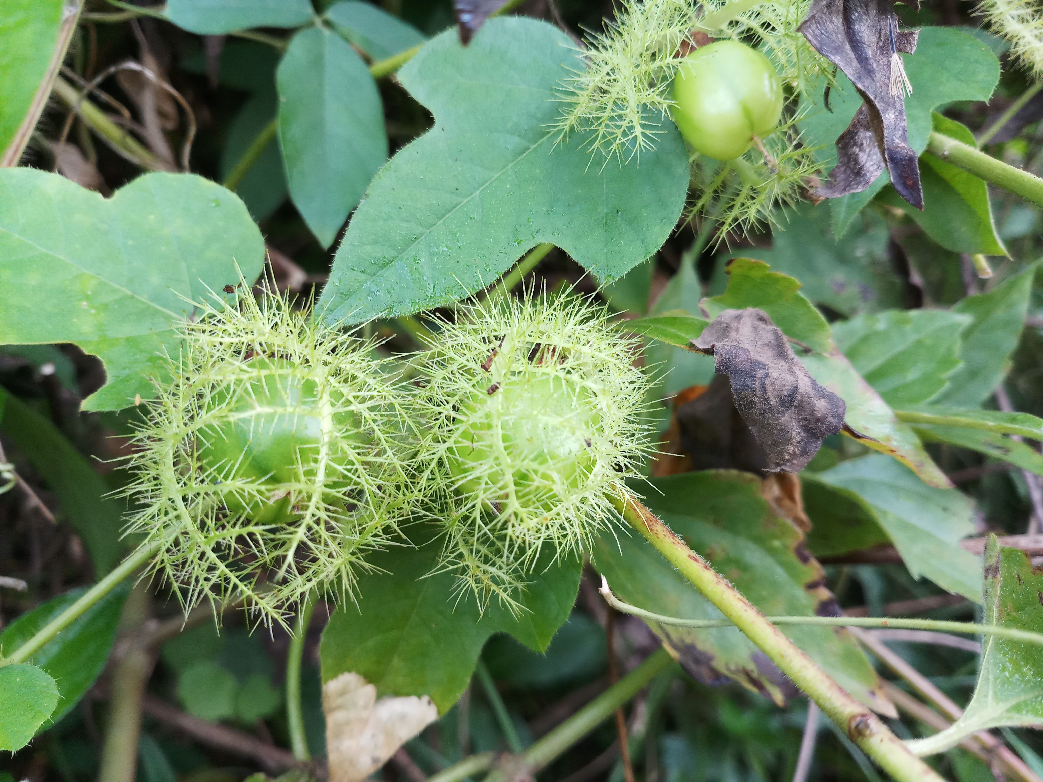 Wild Passion Fruit Vine