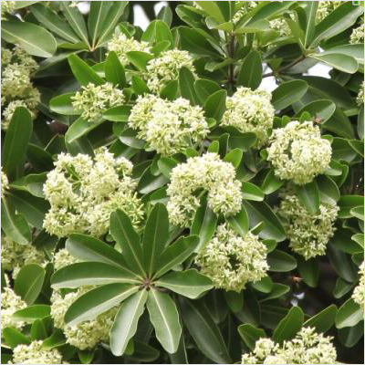 The Devil’s Tree Casts Spell On Me — Steemit