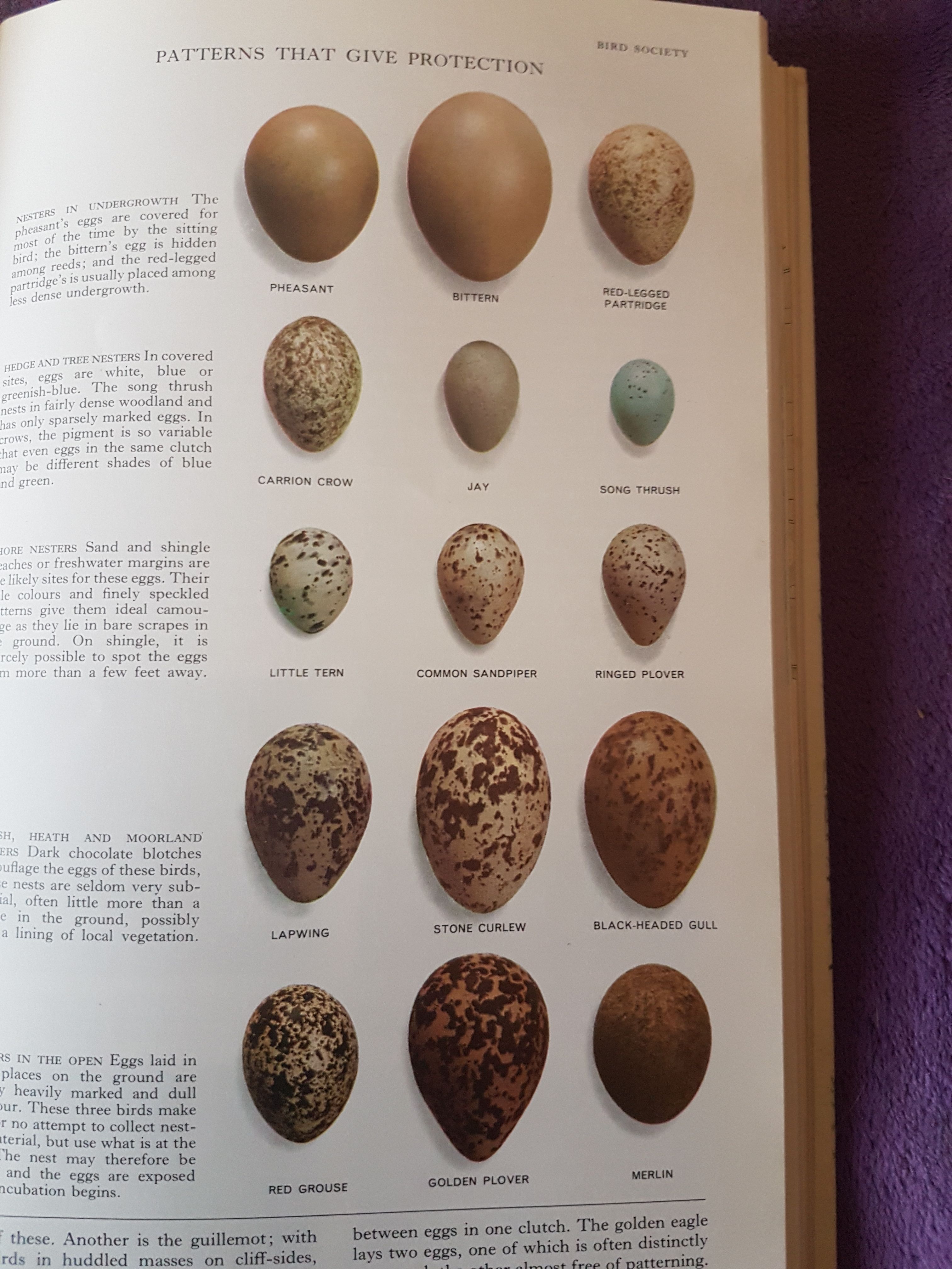 Identifying Bird Eggs Chart