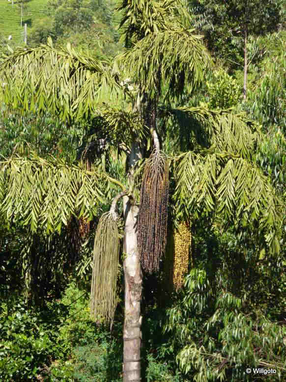 Products made from the Kithul Trees -Sri lanka