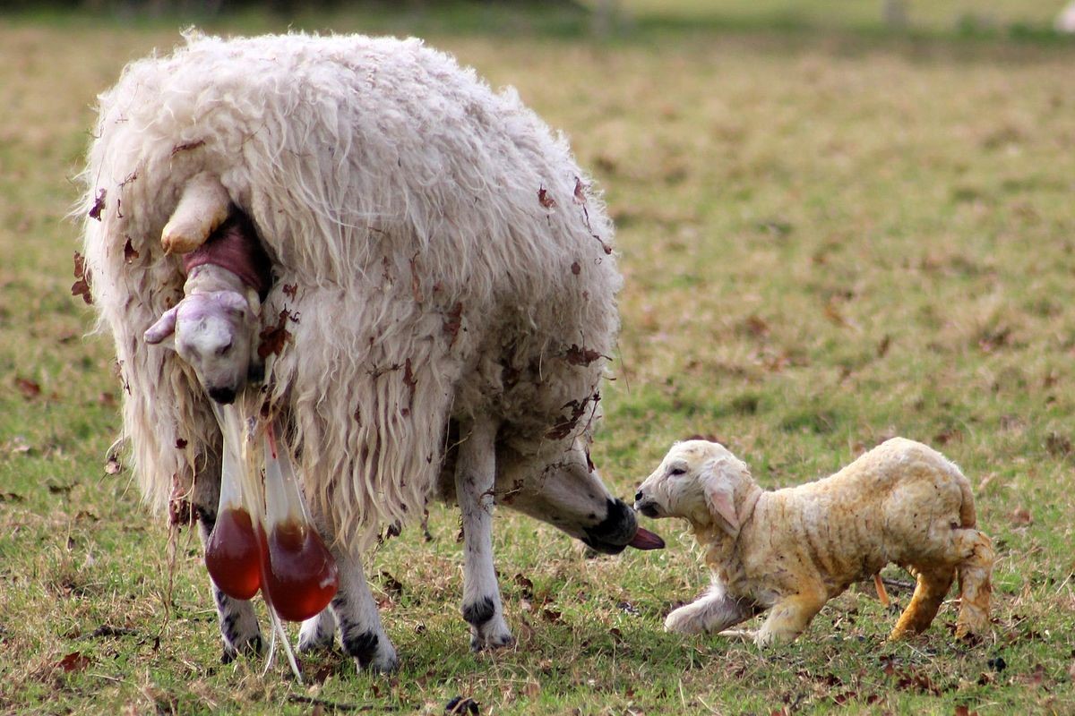 Top 137 Do All Animals Menstruate Lestwinsonline Top 137 Do All Animals Menstruate Lestwinsonline