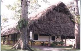 La Palma Llanera. Reina del Llano. — Steemit