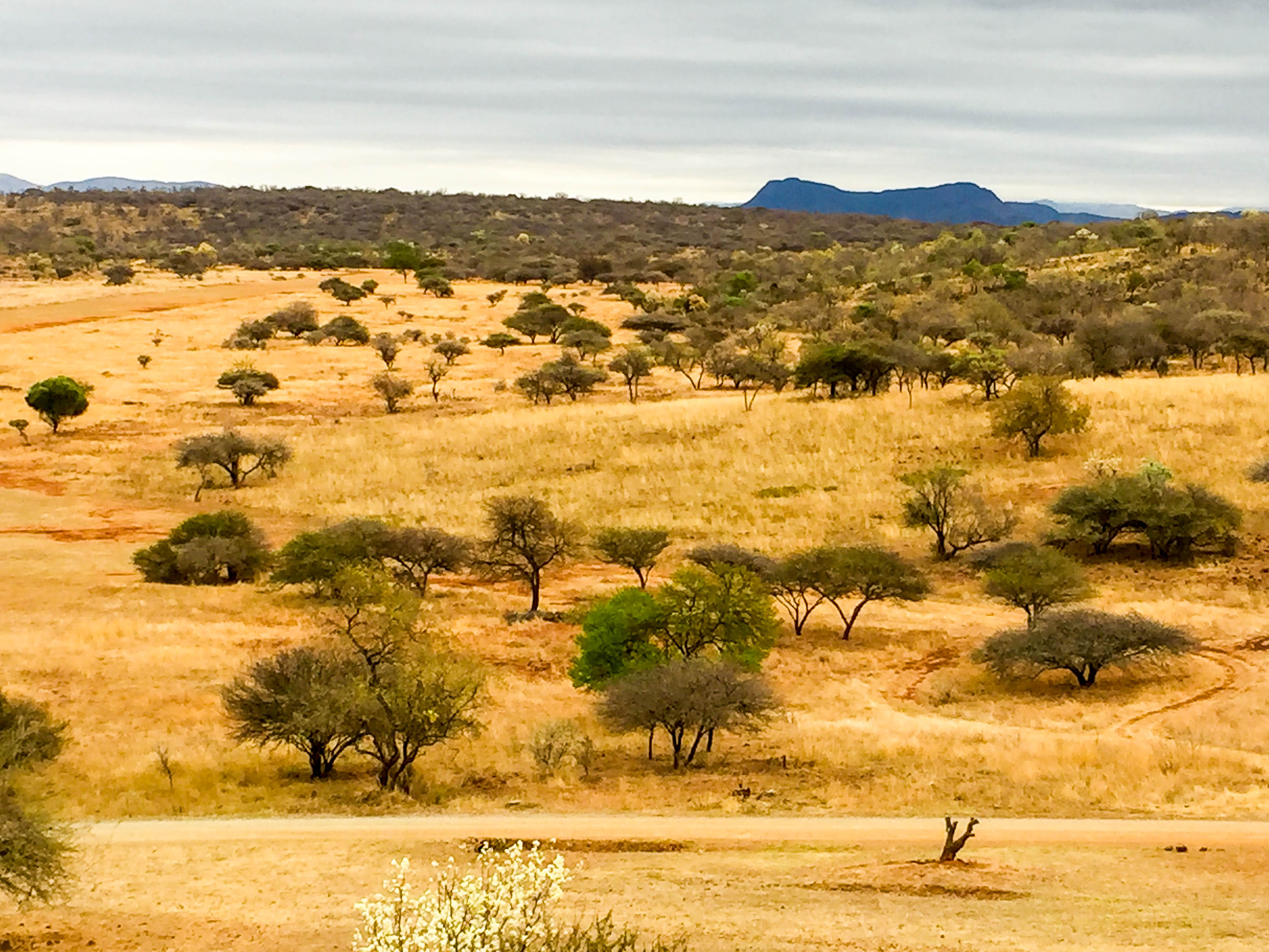 Landscapephotography Photo Contest - African bushveld — Steemit