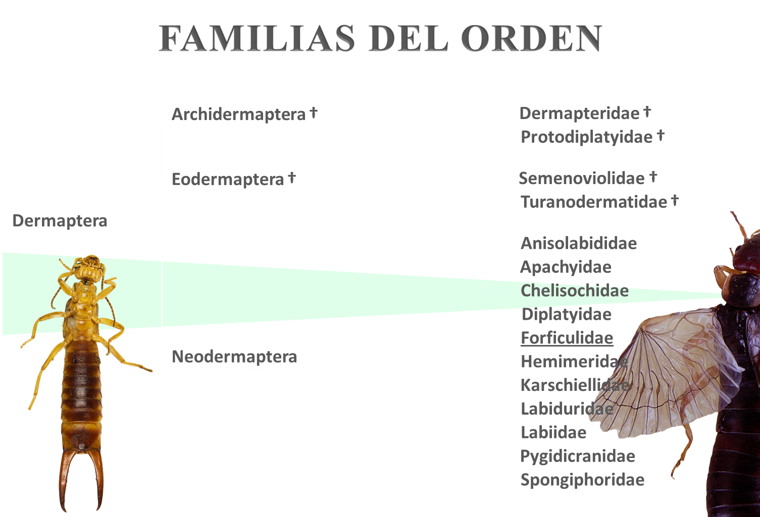 Las Tijeretas (Insectos del Orden Dermaptera) — Steemit