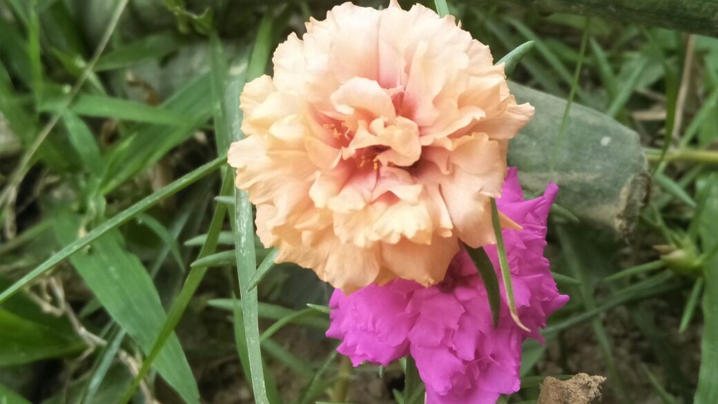 Bunga Cantik Manis — Steemit